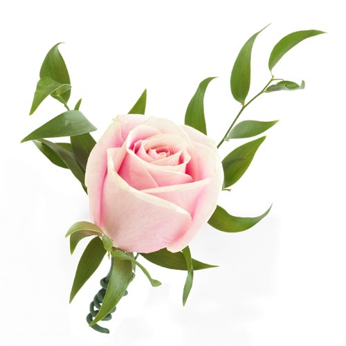 Cocarda 7 - Floraria Sofia